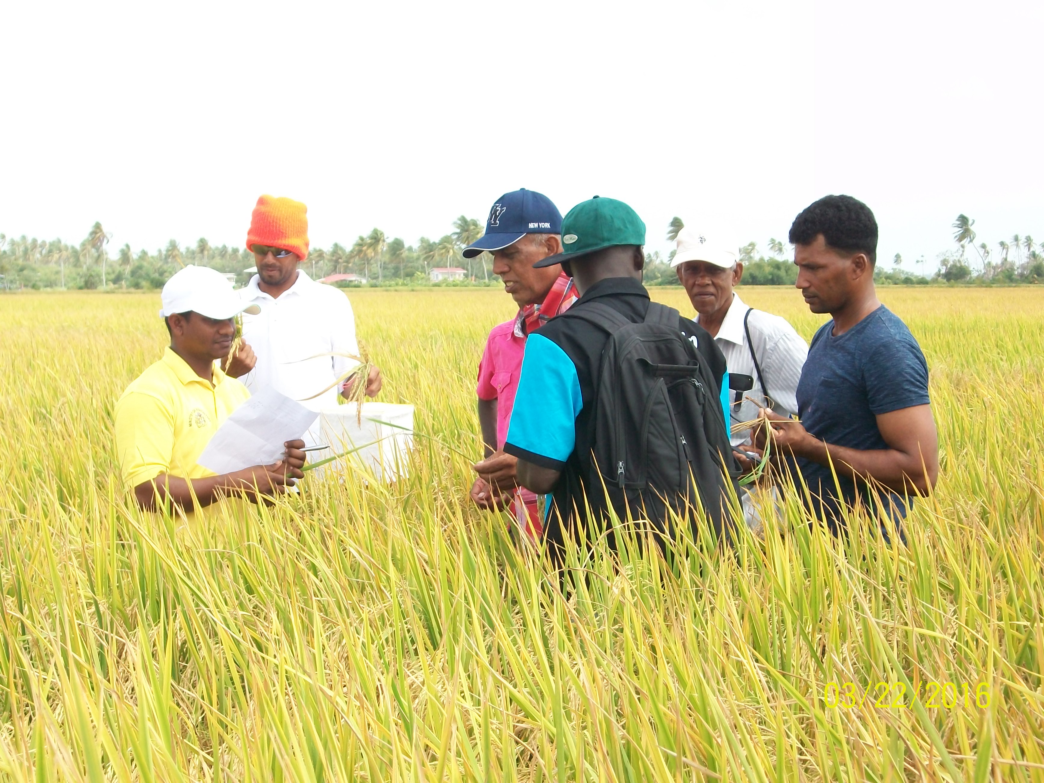 100_2060 – Guyana Rice Development Board